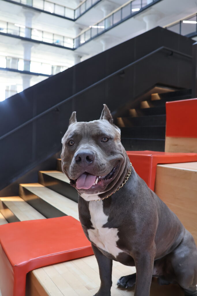 The Dogs of Crosstown! #NationalDogDay - Crosstown Concourse - Come Curious