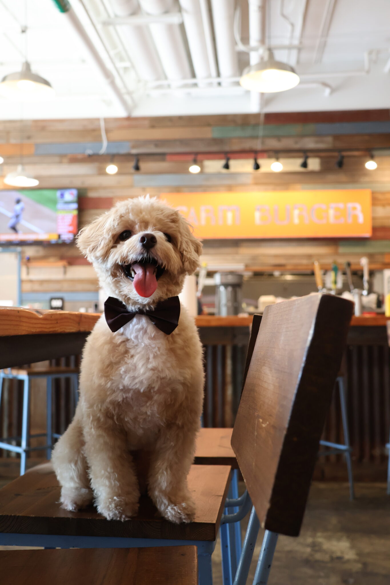 The Dogs of Crosstown! #NationalDogDay - Crosstown Concourse - Come Curious