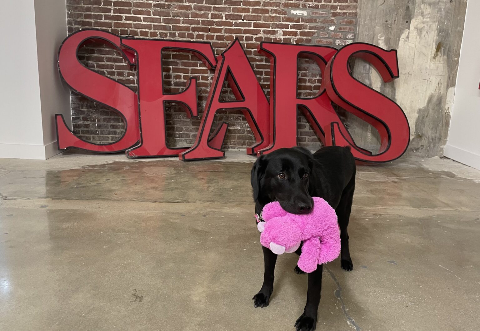 The Dogs of Crosstown! #NationalDogDay - Crosstown Concourse - Come Curious